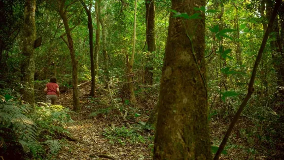 Aves Argentinas impulsa la restauración de la selva misionera | El ...