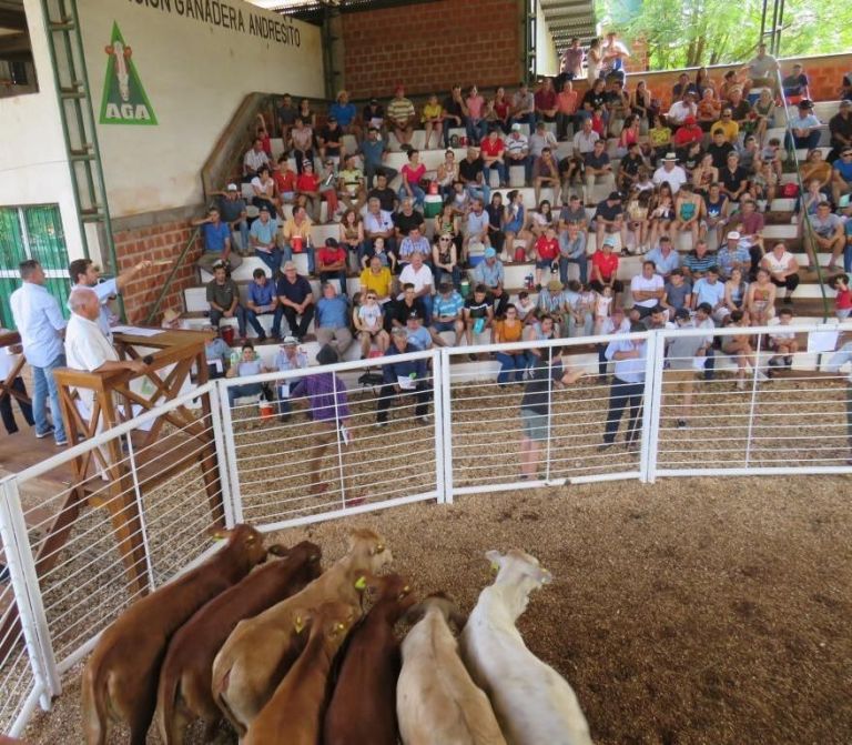 Exitoso remate ganadero en Andresito | El Territorio