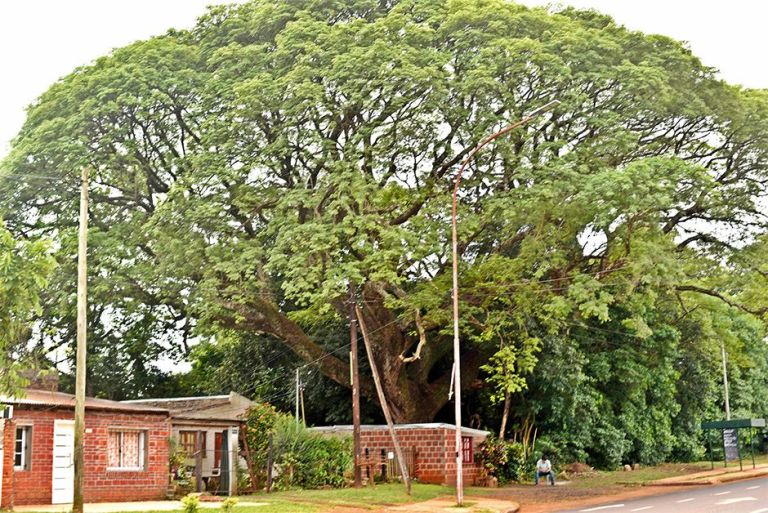 El timbó de 116 años que inaugura una original guía | El Territorio