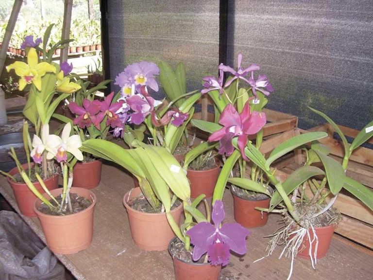 Destacaron el aumento de la producción de flores misioneras | EL ...