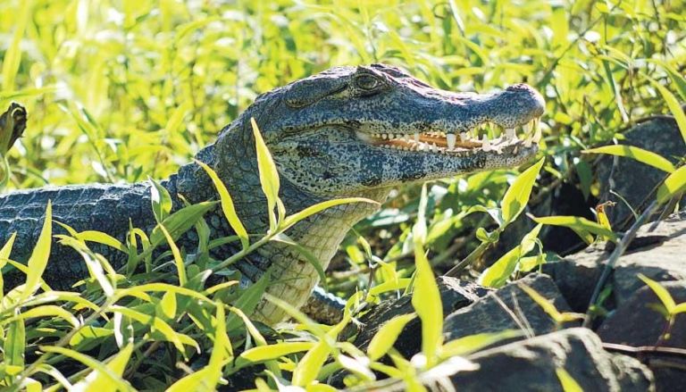 Un yacaré es la nueva atracción de la Costanera | EL TERRITORIO noticias de Misiones