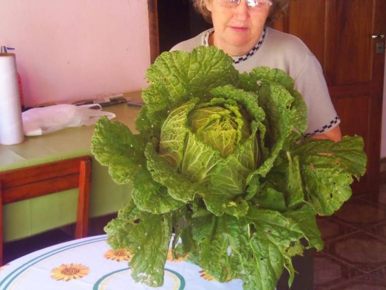 En Gobernador Roca lograron cosechar un insólito Akusay de 3,5 kilos ...