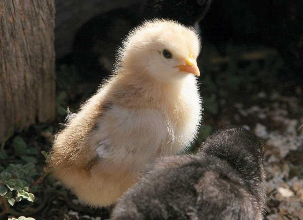 Los pollitos y sus cuidados | EL TERRITORIO noticias de Misiones