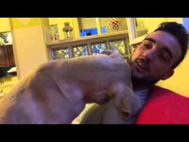 Imposible enojarse: El tierno gesto de un perro arrepentido | El Territorio
