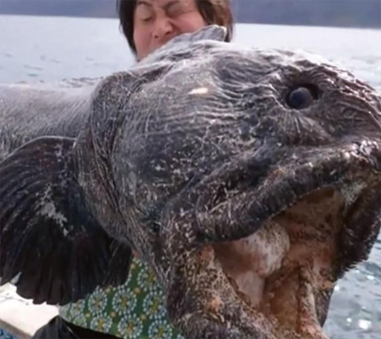 Aparece en Japón un pez mutante | El Territorio