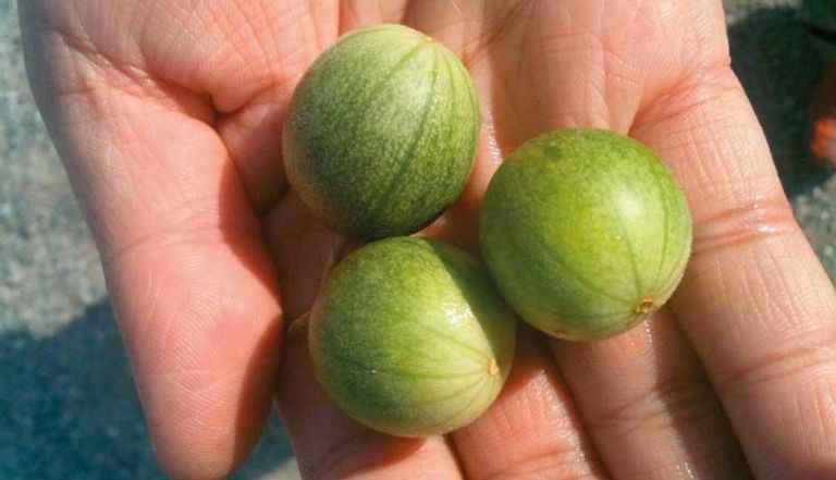 Mini sandías sin semillas, la nueva tendencia en Europa | EL TERRITORIO ...