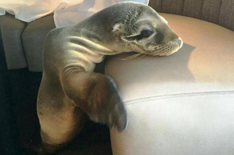 Como un comensal más, un lobo marino bebé apareció sentado en un ...