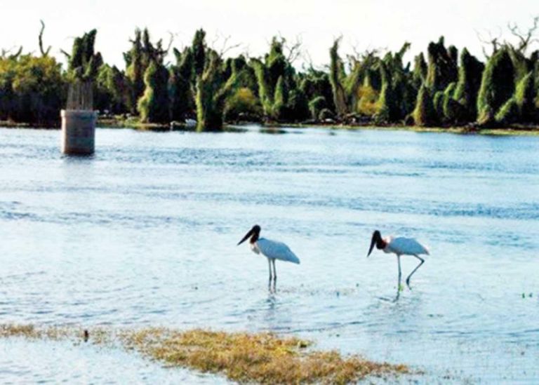 Un paraíso de flora y fauna en Formosa | EL TERRITORIO noticias de Misiones