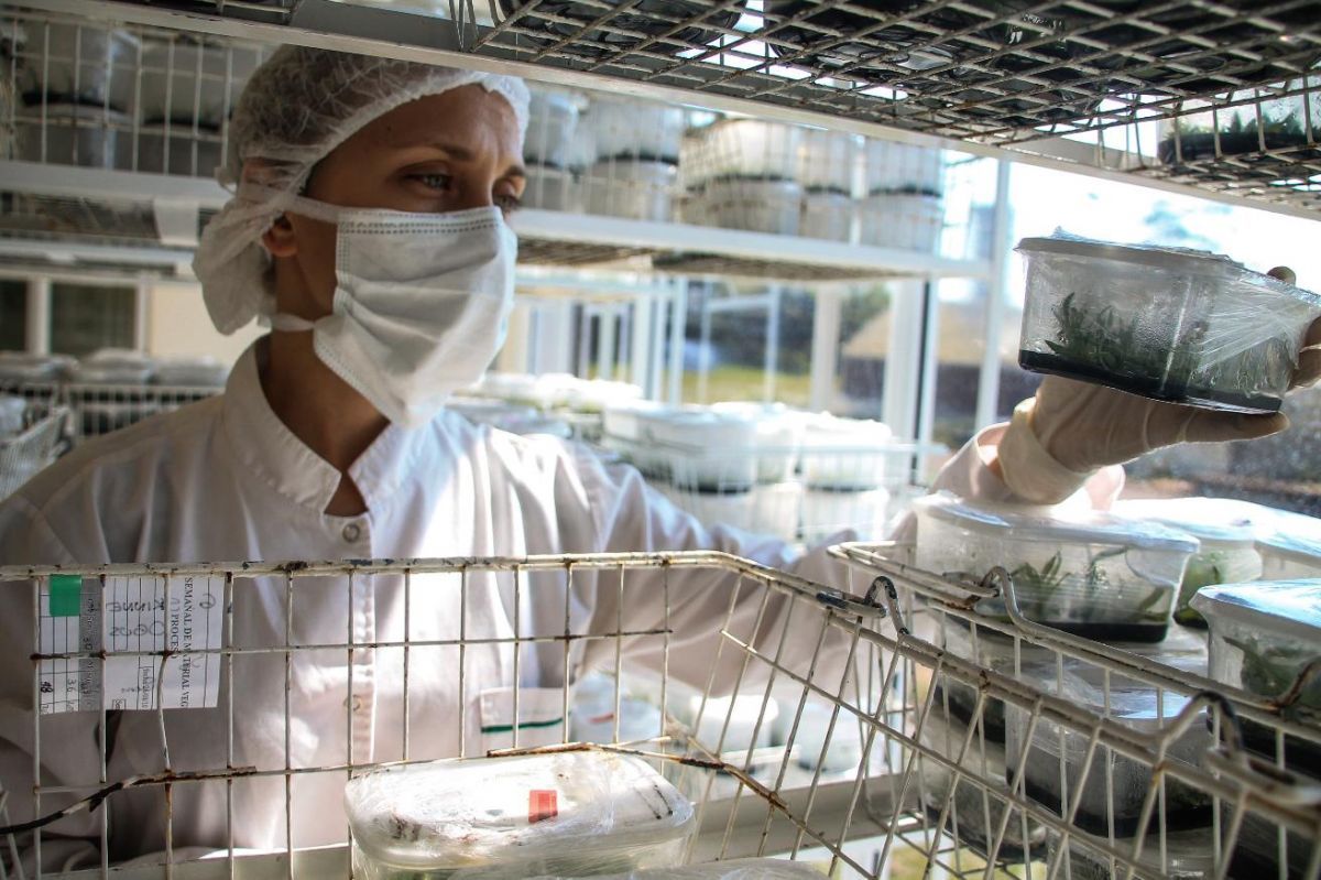 “La Biofábrica es la única del país con certificación de normas de ...