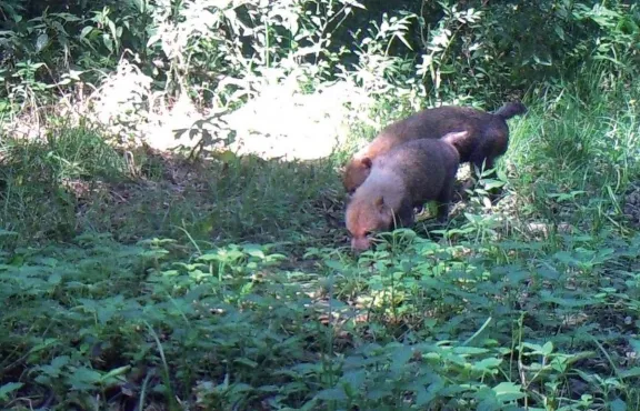 Extraña especie de zorro fotografiado por primera vez en Misiones | El ...