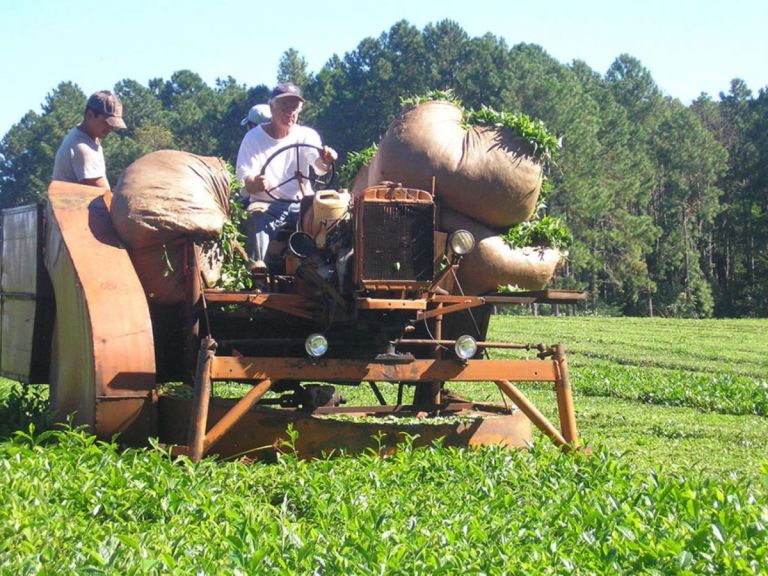 La cosecha de té en Misiones comienza a ganar dinamismo | EL TERRITORIO ...