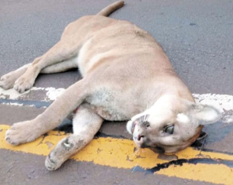 Convocan a una marcha tras la muerte del puma en Iguazú | EL TERRITORIO ...