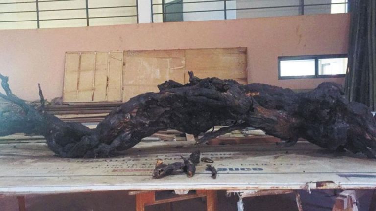 Anuncian que el sarandí histórico volverá en un mes a Candelaria | EL ...