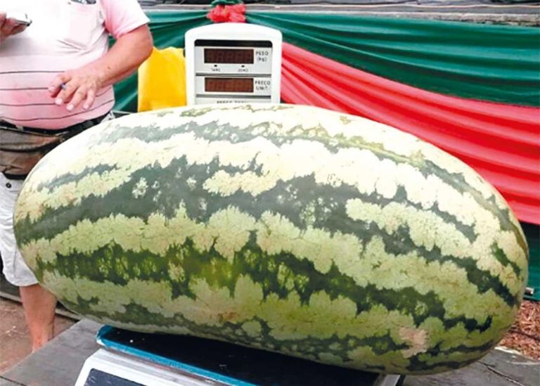 Esta tarde se elige a la sandía más grande | EL TERRITORIO noticias de ...