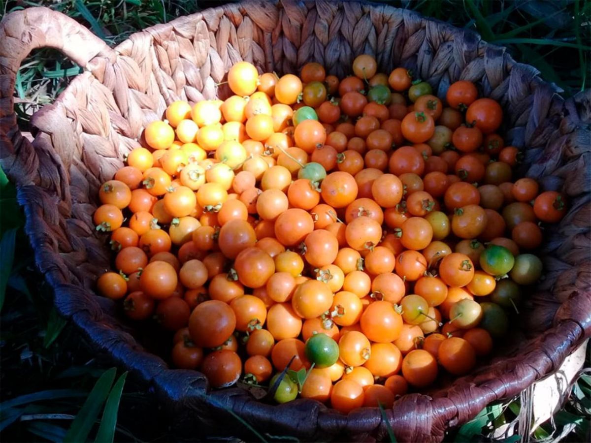Sugieren plantar más frutales nativos por su mayor valor en ...