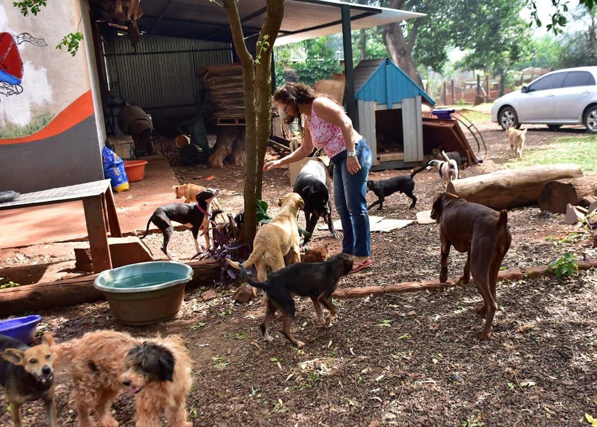 El Refugio de animales se prepara para afrontar los fríos | EL ...