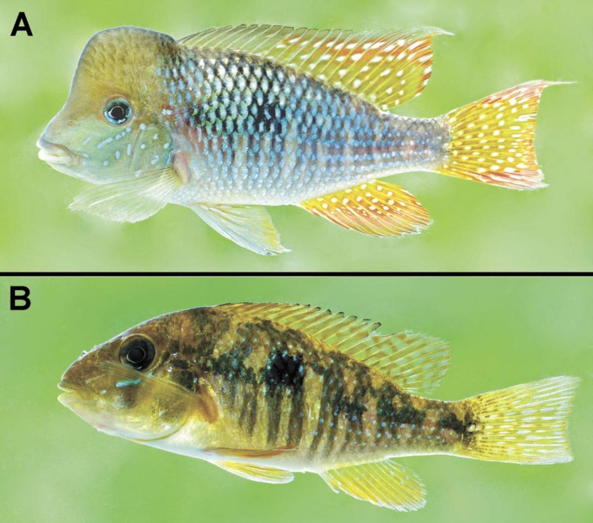 Científicos descubren nueva especie de pez en el Cuñá Pirú | EL ...
