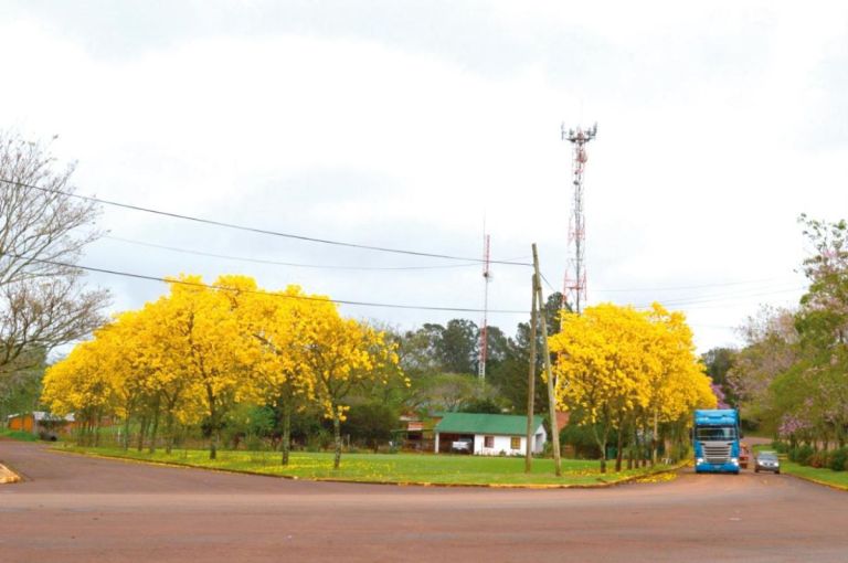 La Región de las Flores, a pleno | EL TERRITORIO noticias de Misiones