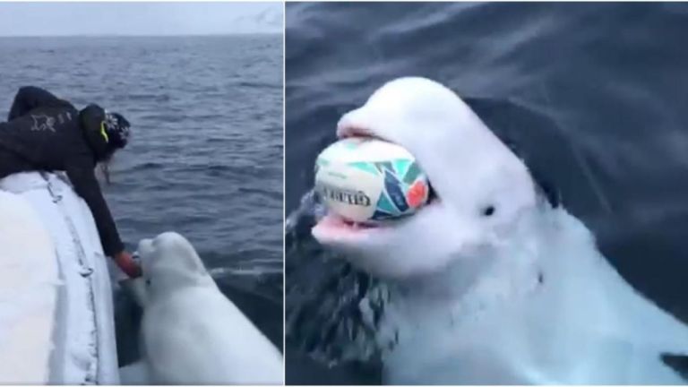 La triste historia detrás del viral de la beluga que juega al rugby ...