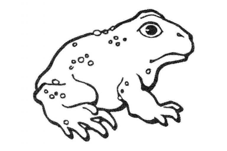 Instrucciones para tragarse un sapo | EL TERRITORIO noticias de Misiones