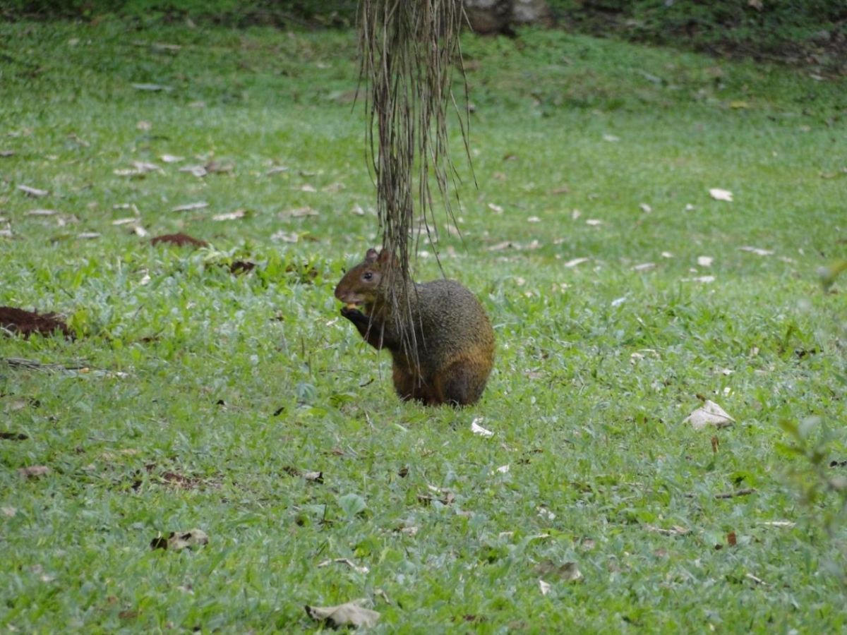 Ejemplares de la fauna local comenzaron a avistarse por la cuarentena ...