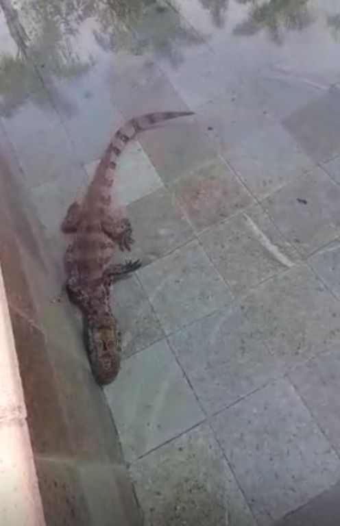 Filmaron a un yacaré bebé nadando en la pileta de un hotel en Iguazú ...