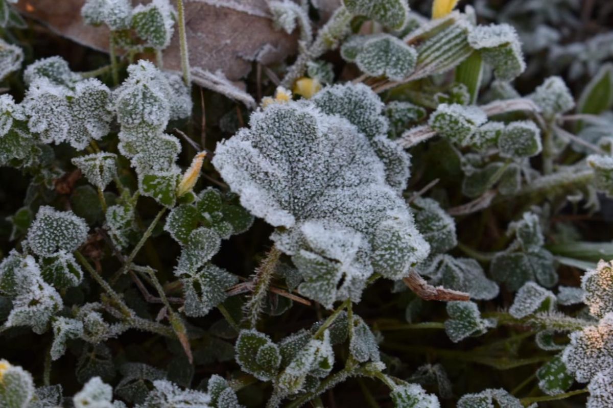 Intensa helada negra en distintos puntos de la provincia con ...