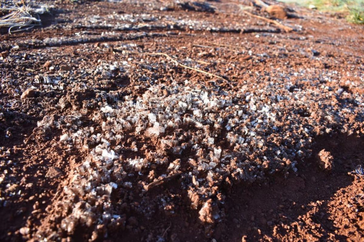 Intensa helada negra en distintos puntos de la provincia con ...