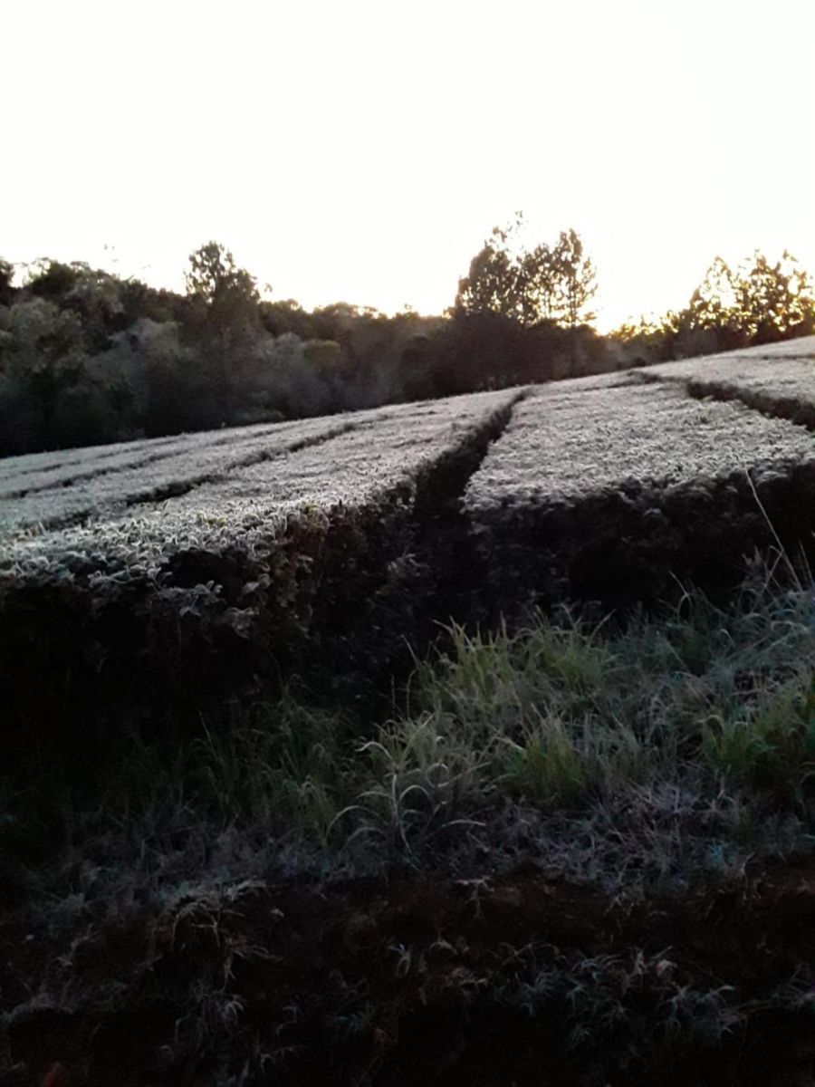 Intensa helada negra en distintos puntos de la provincia con ...