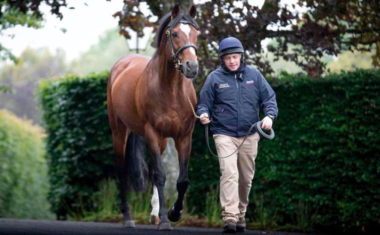 Galileo, el caballo que vale más que Lionel Messi y CR7 | EL TERRITORIO ...