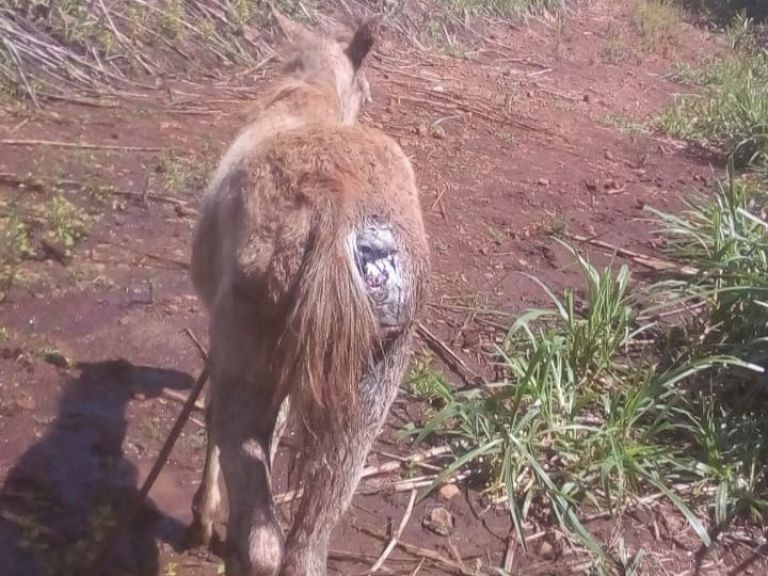 Vecinos atemorizados por ataque de un felino en San Pedro | El Territorio