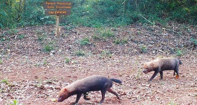 Fotografían a zorros pitocos en Salto Encantado | El Territorio
