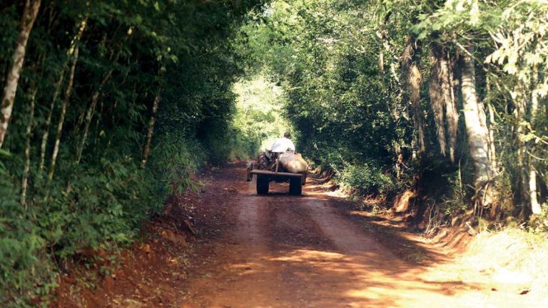 Esencia de la tierra colorada | EL TERRITORIO noticias de Misiones