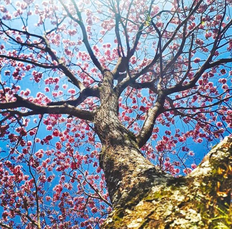 La leyenda del lapacho | EL TERRITORIO noticias de Misiones