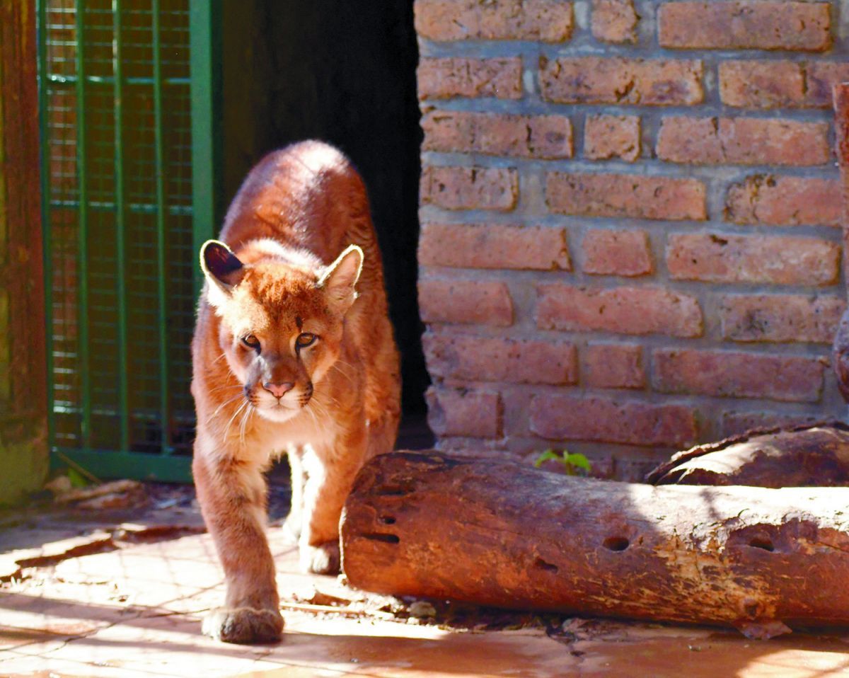 A sus siete meses, el puma que escapó del incendio se recuperó y ...
